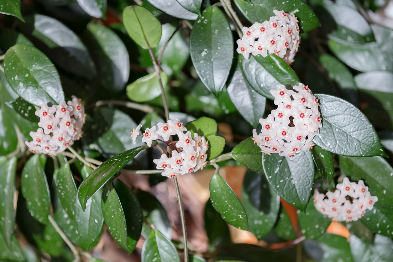 Consigli per coltivare il "Fiore di cera"