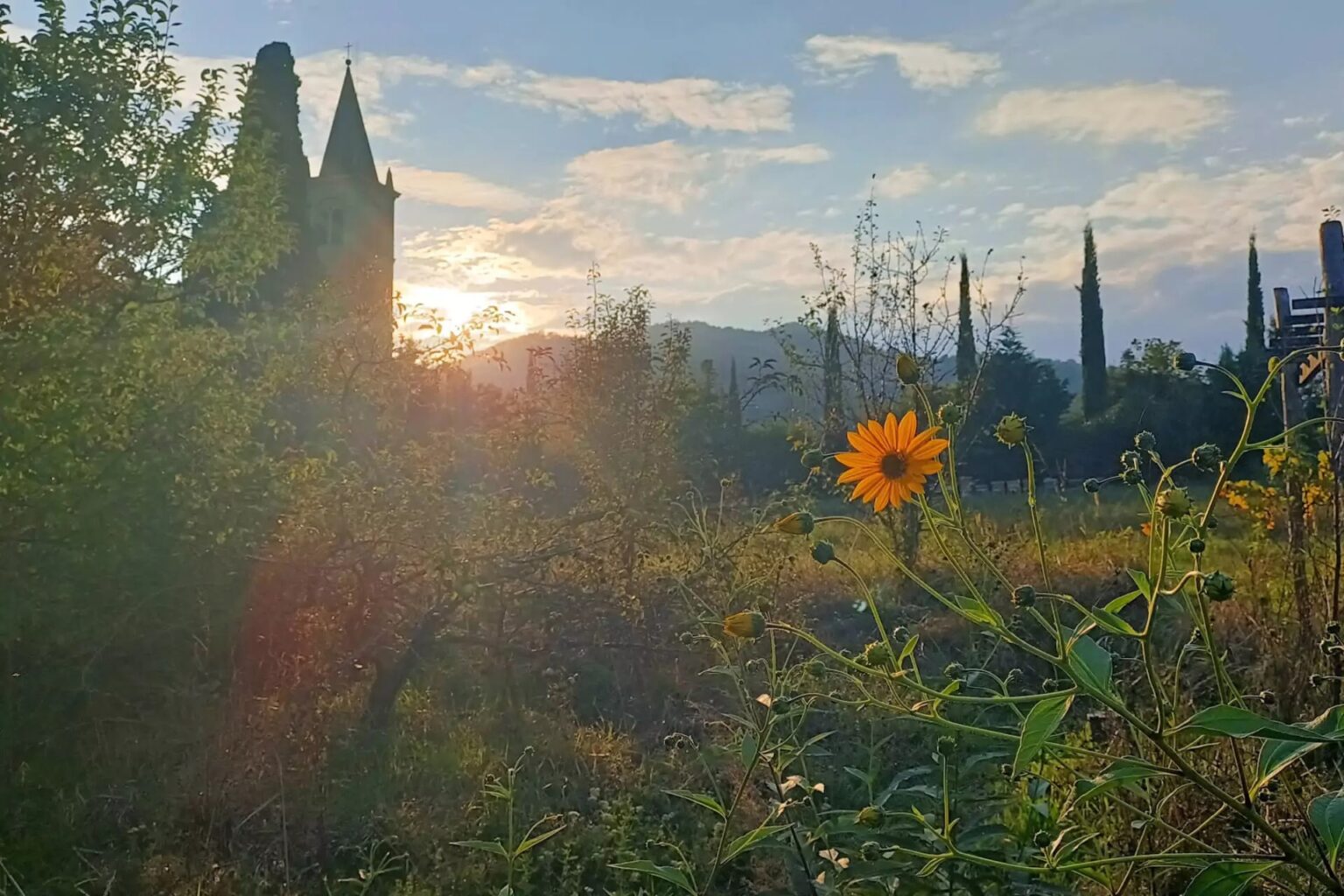 Il Cerchio nel Bosco: Anna Tomasi racconta il progetto educativo di ...